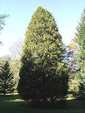 Ars Curandi - Materia Medica Thuja Occidentalis